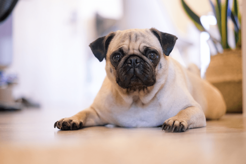 Raça de Cachorro Pug: Tudo sobre esse cão