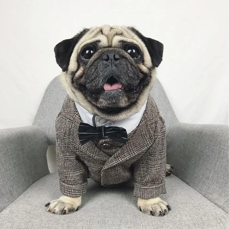 Raça de Cachorro Pug: Tudo sobre esse cão