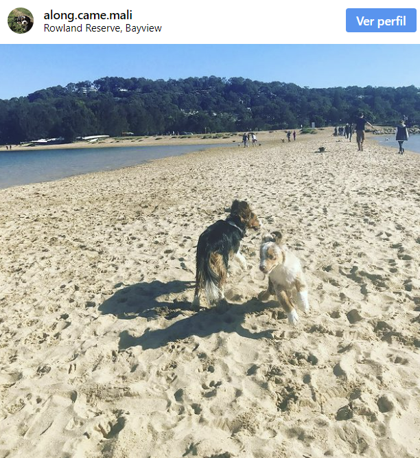 16 praias que aceitam cachorros na Flórida: praia pet friendly