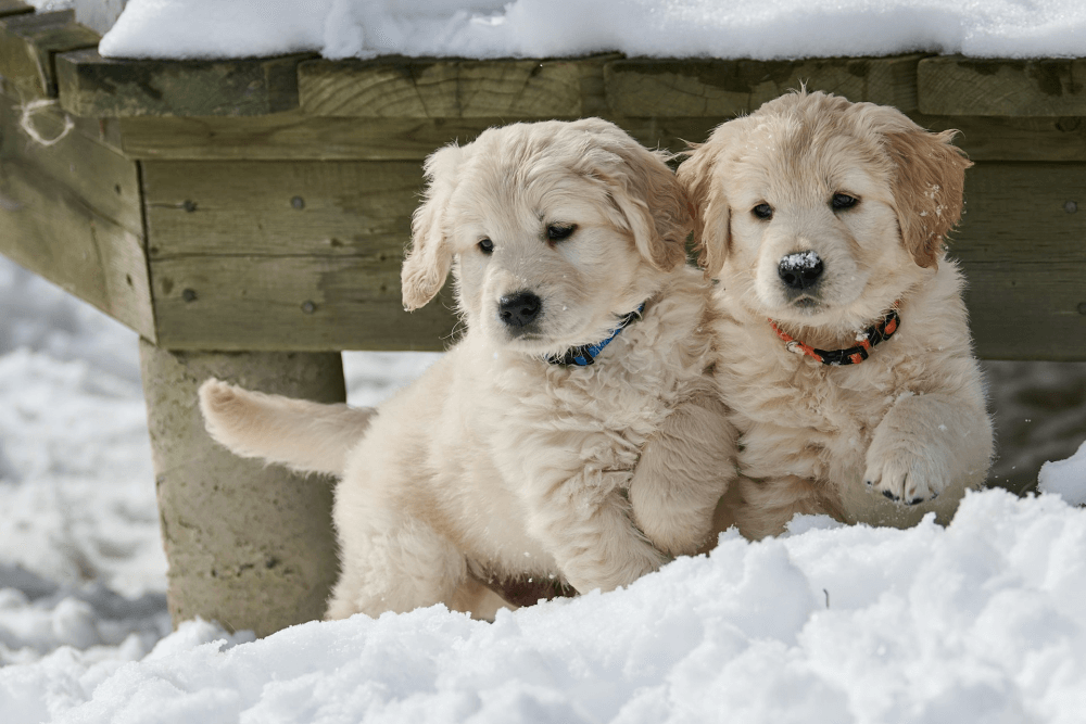 10 Raças de Cães Mais Semelhantes aos Golden Retrievers