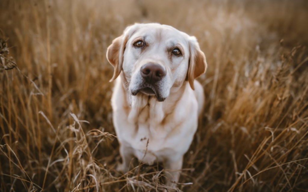 Tudo sobre o porte do Labrador - Destino Pet