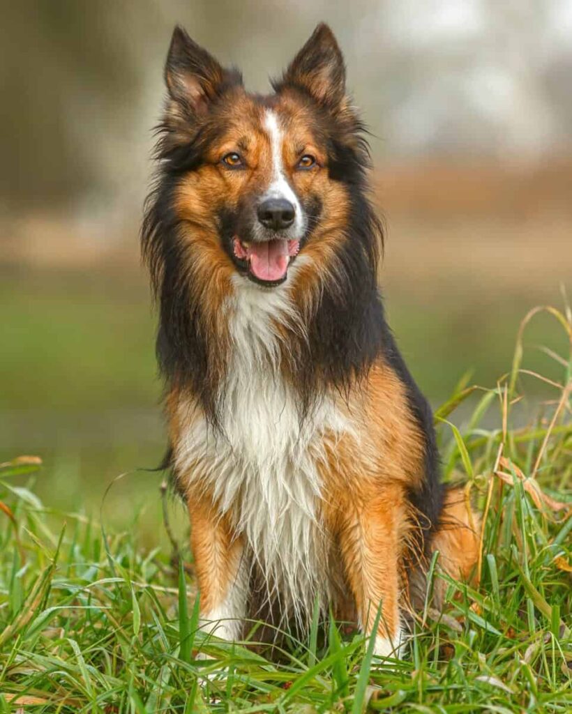 20 Cores do Border Collie: Descubra a Variedade - (COM FOTOS) 2024