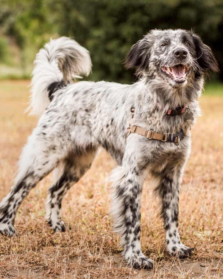 20 Cores do Border Collie: Descubra a Variedade - (COM FOTOS) 2024