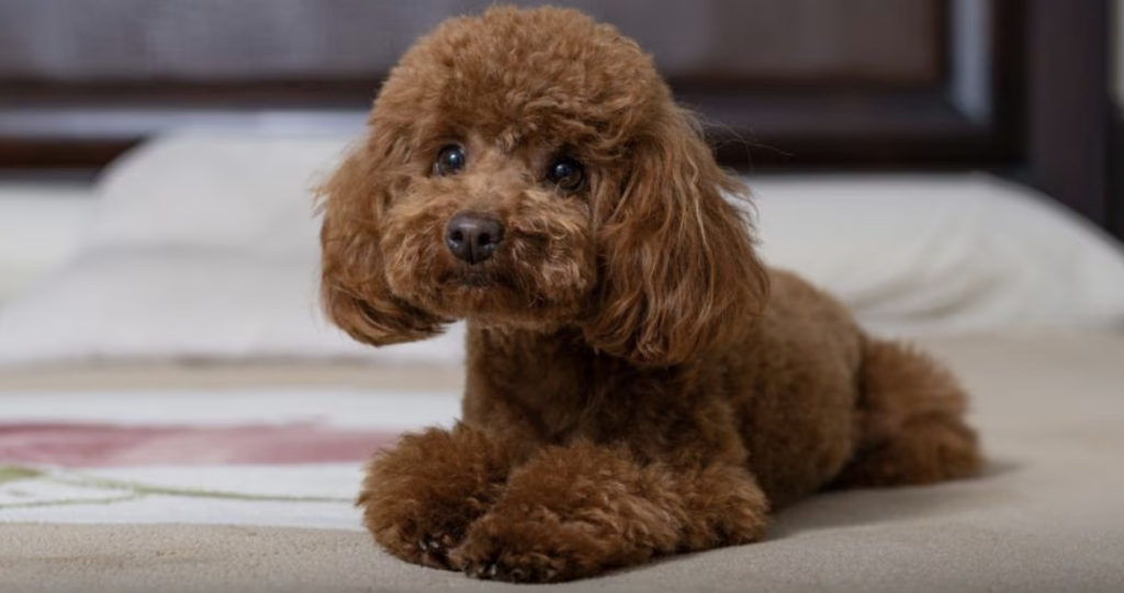 5 tosas para Poodle toy: Um Guia Grooming para Donos de cachorros