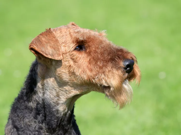 6 cachorros com Barba - Destino Pet