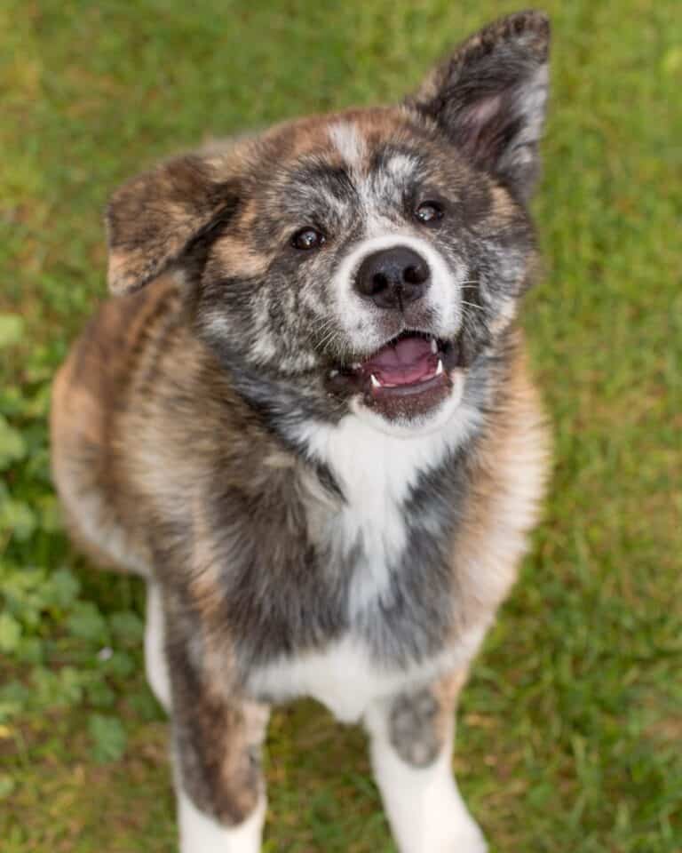 Cores do Akita: 26 Variações de cor de pelagem (Com Imagens)