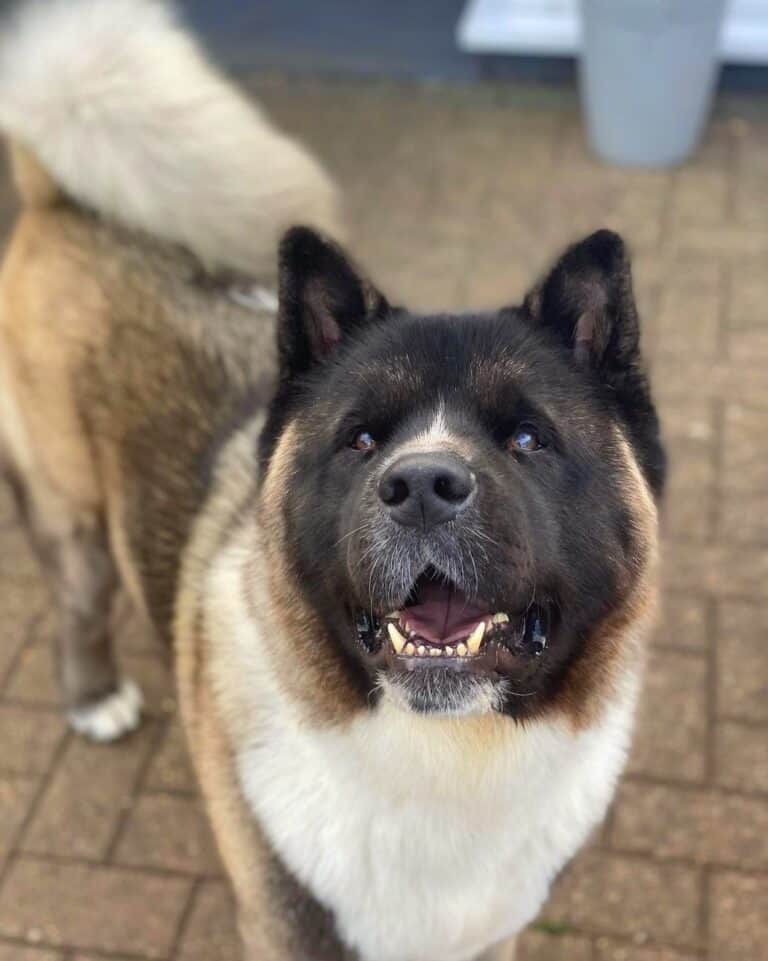 Cores do Akita: 26 Variações de cor de pelagem (Com Imagens)