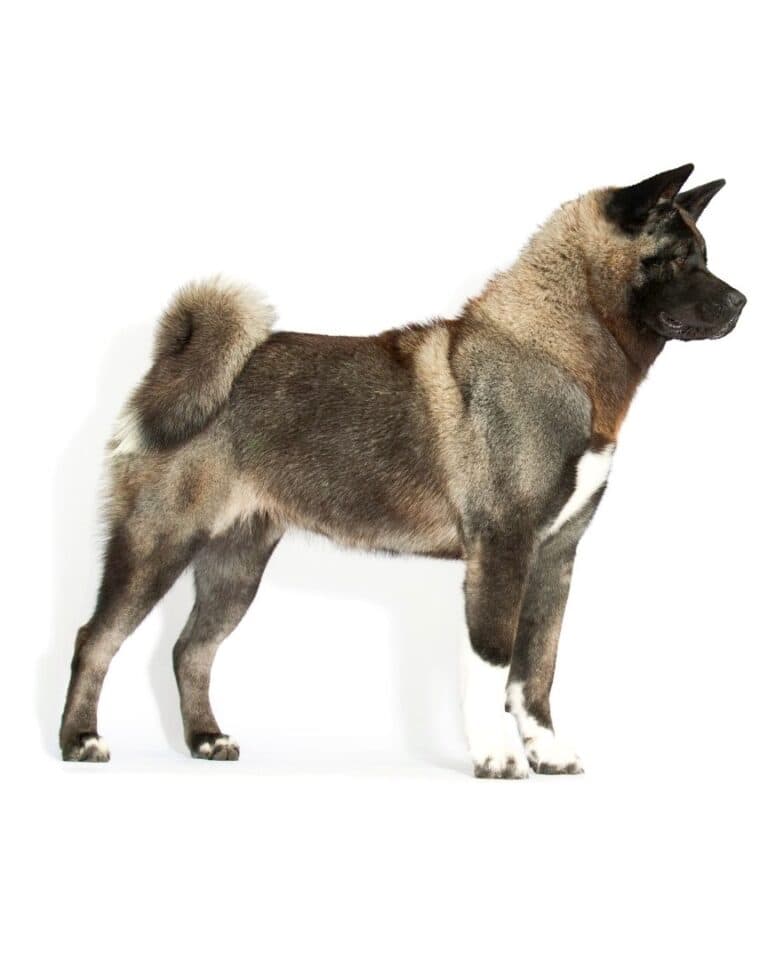 Cores do Akita: 26 Variações de cor de pelagem (Com Imagens)