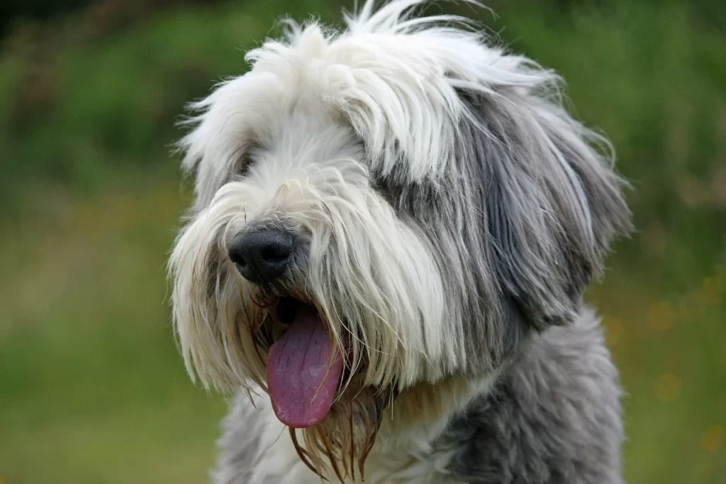 6 cachorros com Barba - Destino Pet