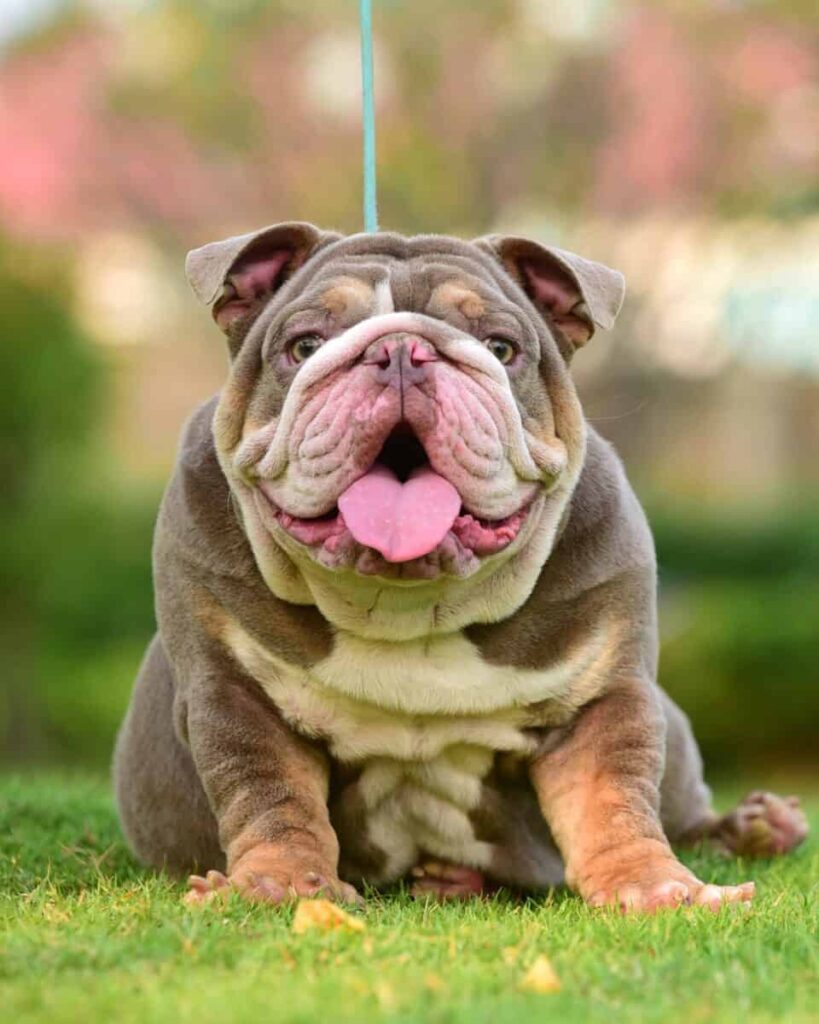 18 Cores do Buldogue Inglês (Com Fotos) - Destino Pet