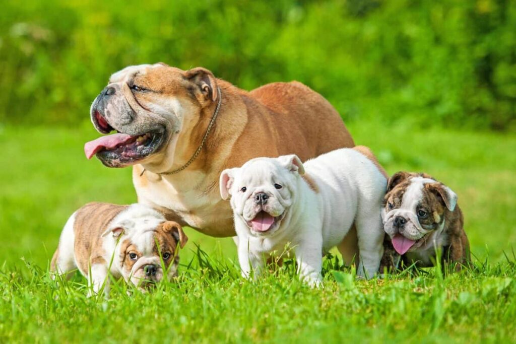 18 Cores do Buldogue Inglês (Com Fotos) - Destino Pet