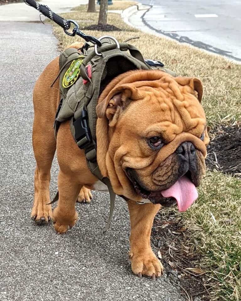 18 Cores do Buldogue Inglês (Com Fotos) - Destino Pet