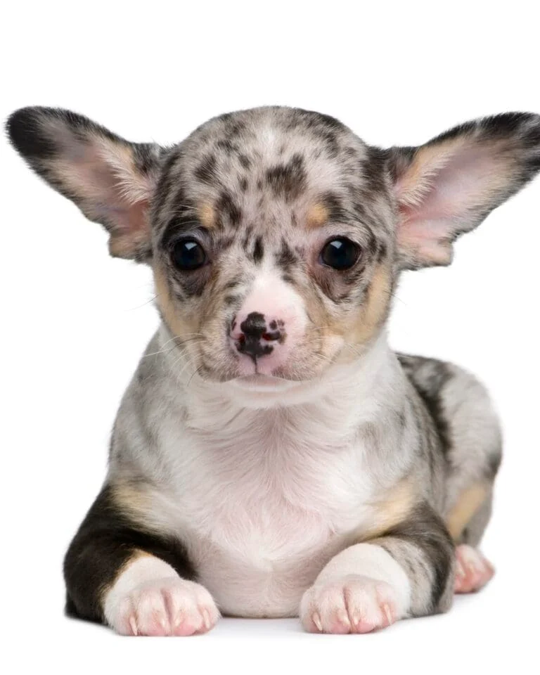 34 Cores de Chihuahua Explicadas (Com Fotos) - 2024