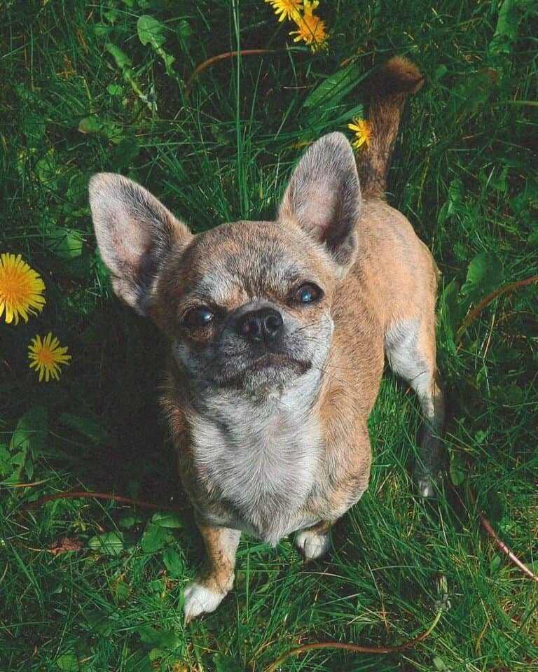 34 Cores de Chihuahua Explicadas (Com Fotos) - 2024