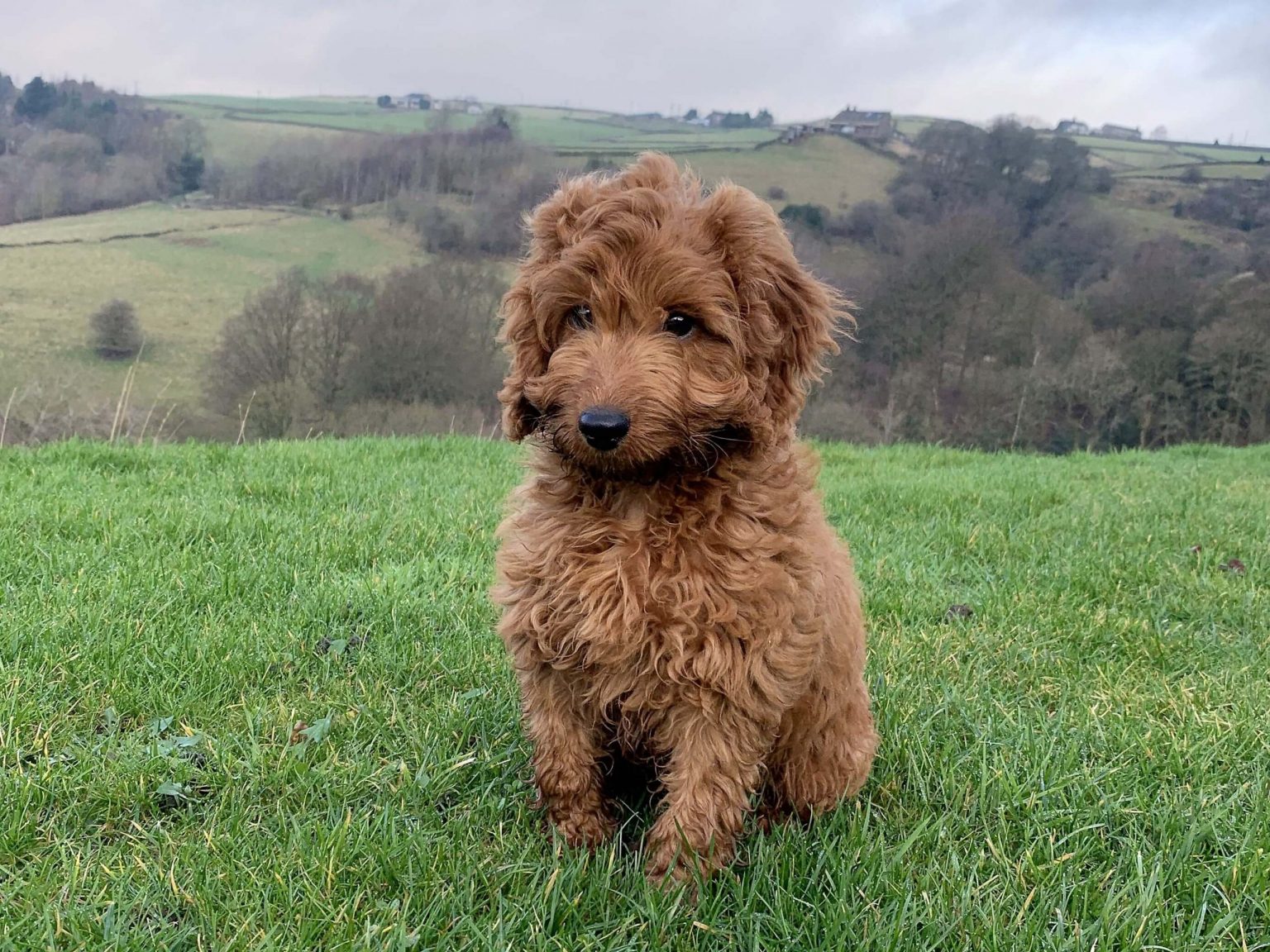 Raça de Cachorro Peludo: Descubra o Parceiro Perfeito para Sua Vida ...