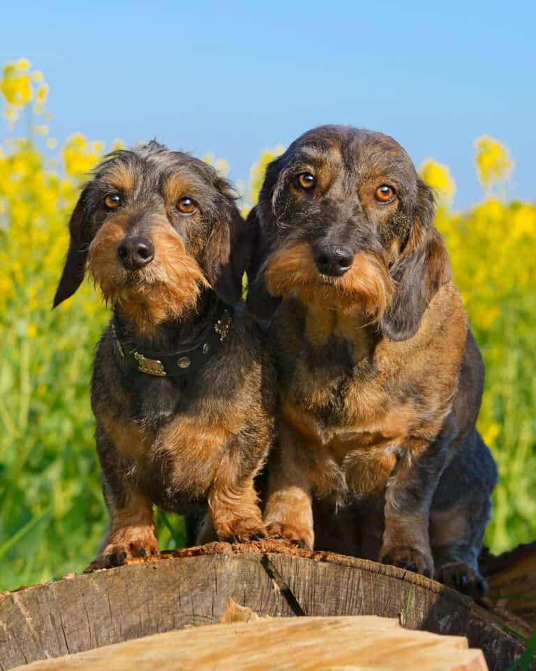 27 Cores de Dachshund: Cachorro Salsichas ou Teckel - Destino Pet