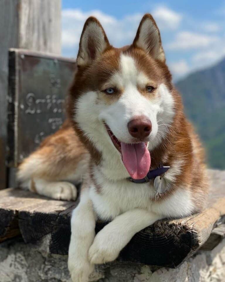 14 Cores do Husky Siberiano (Com Fotos)