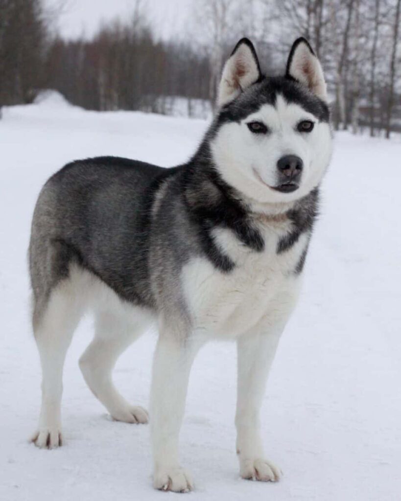 14 Cores do Husky Siberiano (Com Fotos)