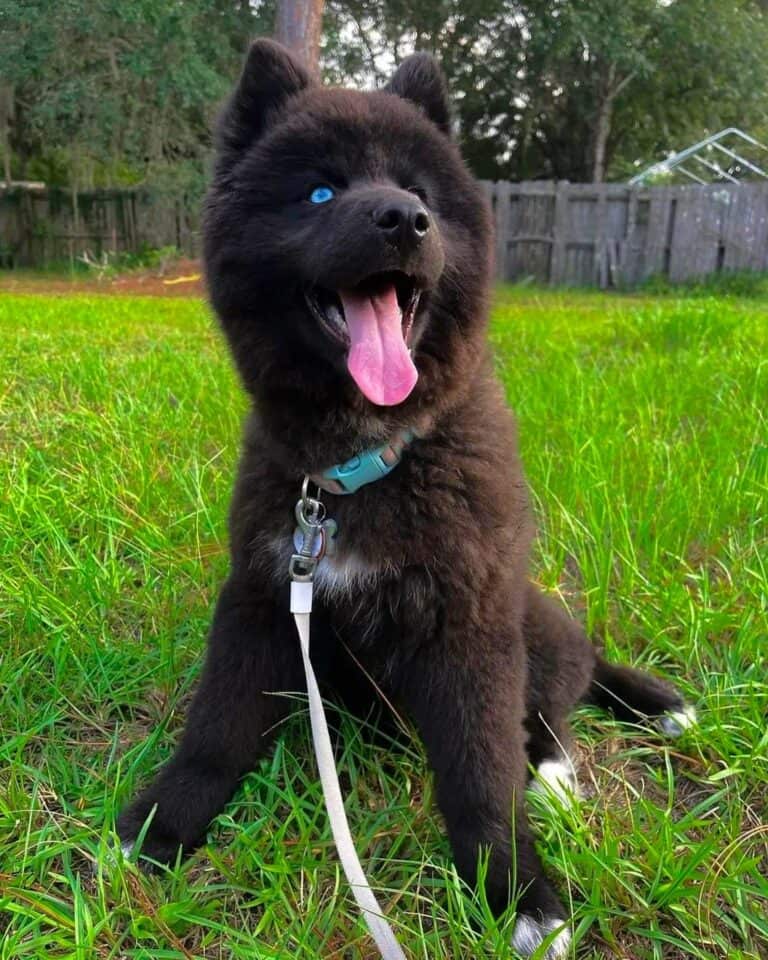 14 Cores do Husky Siberiano (Com Fotos)