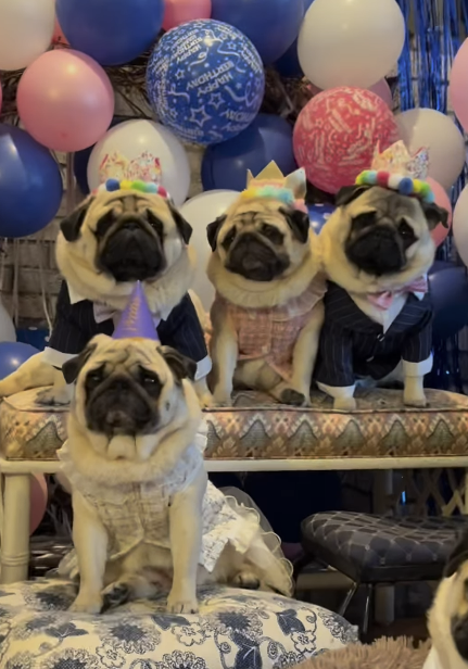10 Pugs para Seguir nas redes sociais se Você Ama cachorros dessa raça