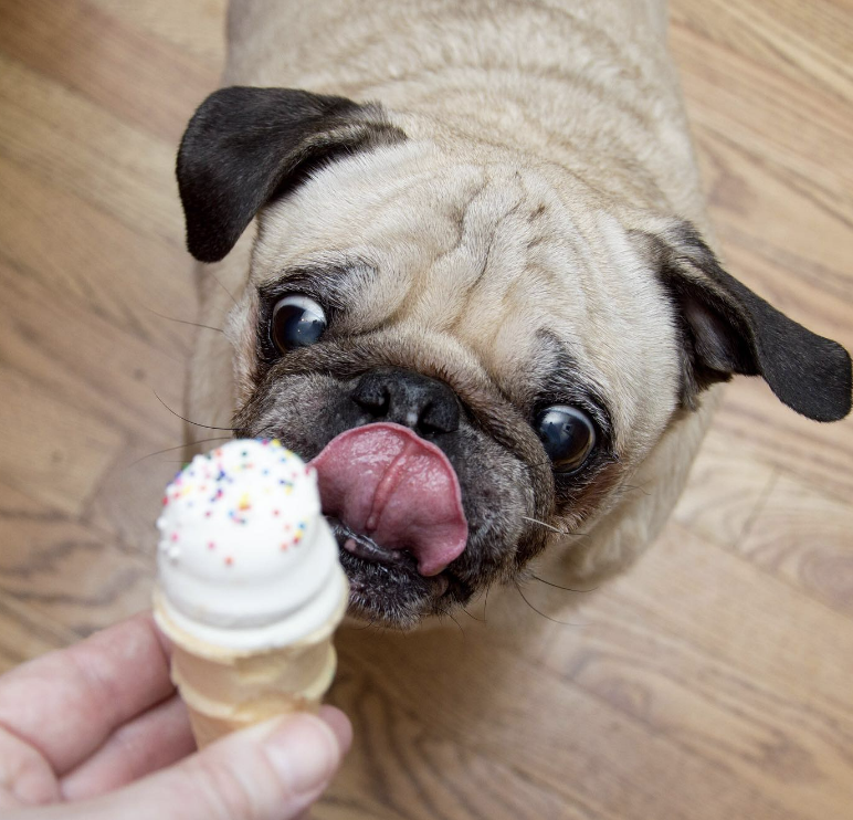 10 Pugs para Seguir nas redes sociais se Você Ama cachorros dessa raça