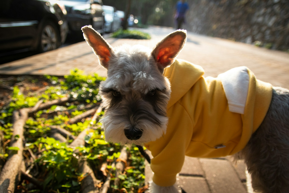 Locais Pet Friendly em Lisboa Portugal: Descubra os Melhores Lugares ...