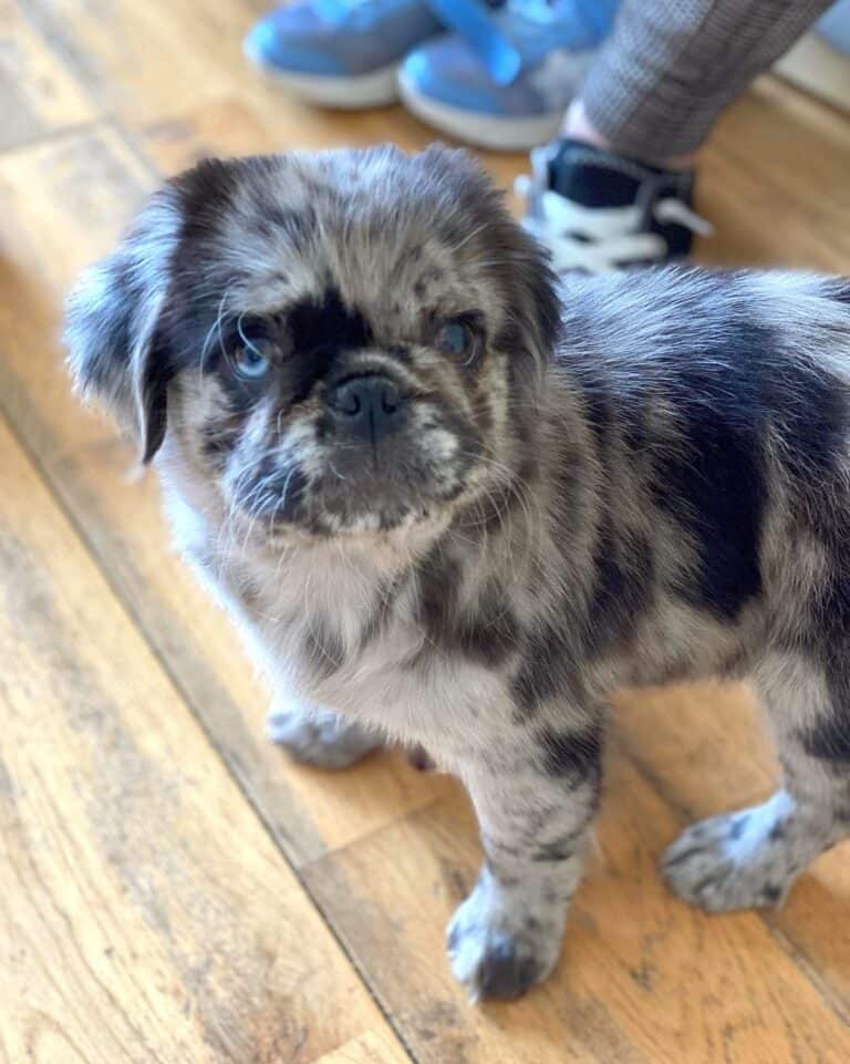 20 Cores de Pugs Explicadas (Com Fotos!)