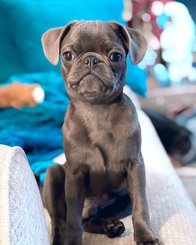 20 Cores de Pugs Explicadas (Com Fotos!)