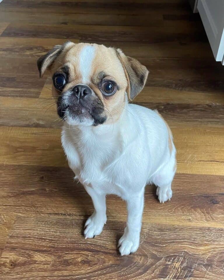 20 Cores de Pugs Explicadas (Com Fotos!)