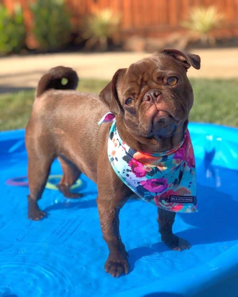 20 Cores de Pugs Explicadas (Com Fotos!)