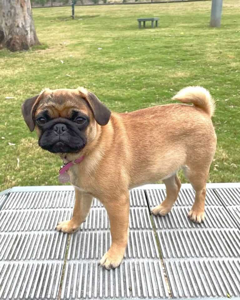 20 Cores de Pugs Explicadas (Com Fotos!)