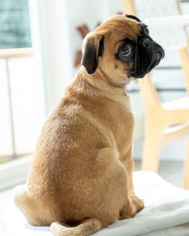 20 Cores de Pugs Explicadas (Com Fotos!)