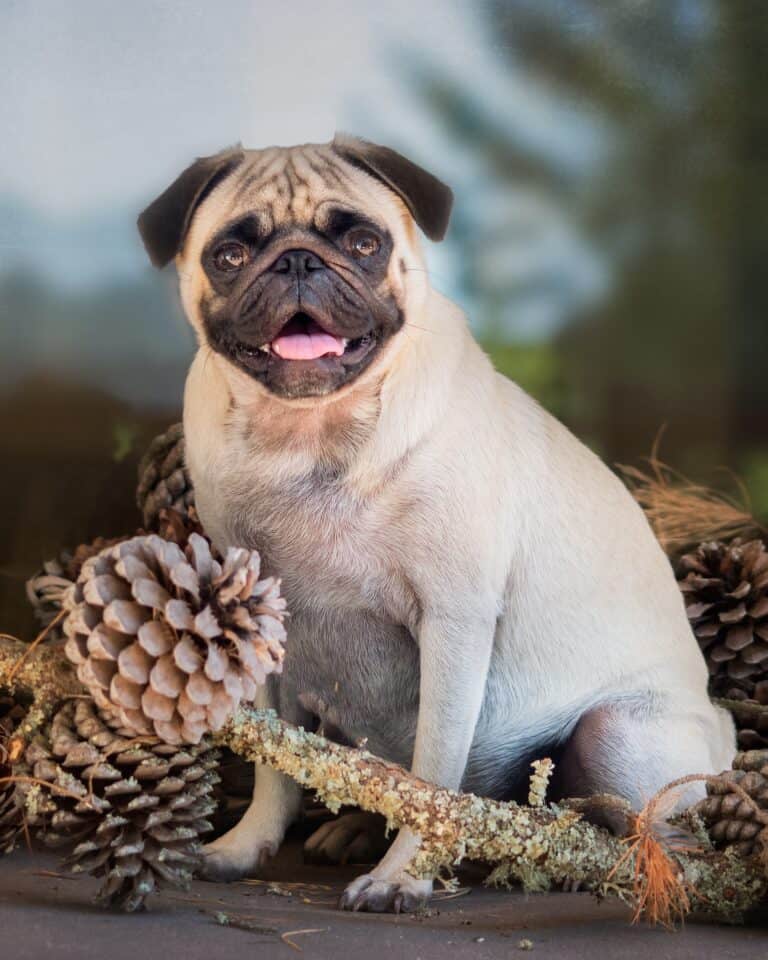 20 Cores de Pugs Explicadas (Com Fotos!)
