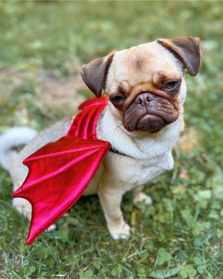 20 Cores de Pugs Explicadas (Com Fotos!)