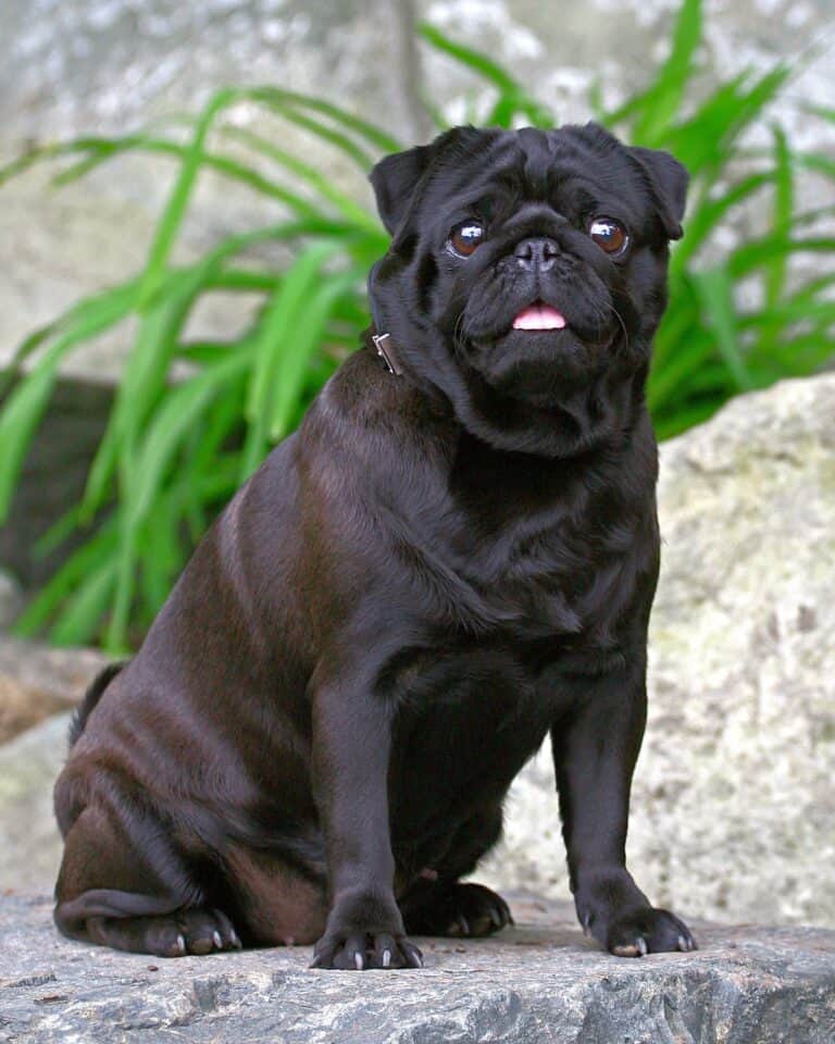 20 Cores de Pugs Explicadas (Com Fotos!)