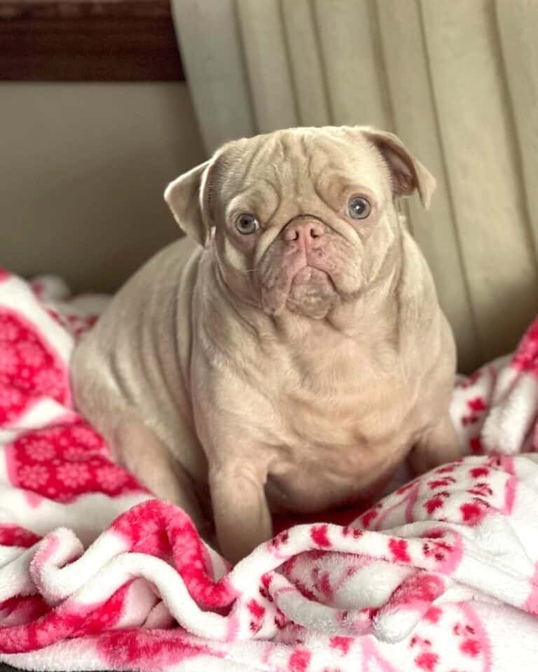 20 Cores de Pugs Explicadas (Com Fotos!)