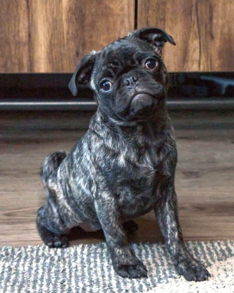 20 Cores de Pugs Explicadas (Com Fotos!)