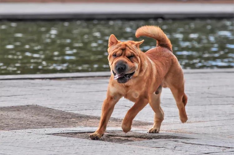 12 Raças de Cachorro Únicas Originárias da China
