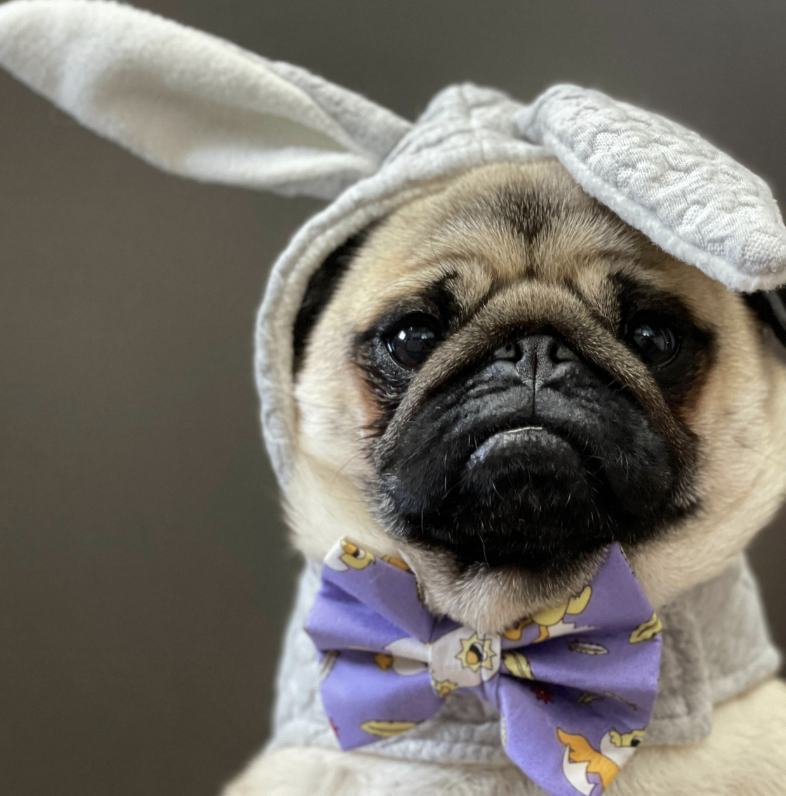 10 Pugs para Seguir nas redes sociais se Você Ama cachorros dessa raça