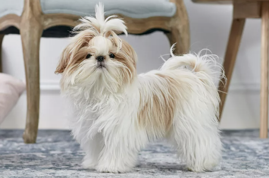 Como Adestrar Filhote de Shih Tzu - Destino Pet