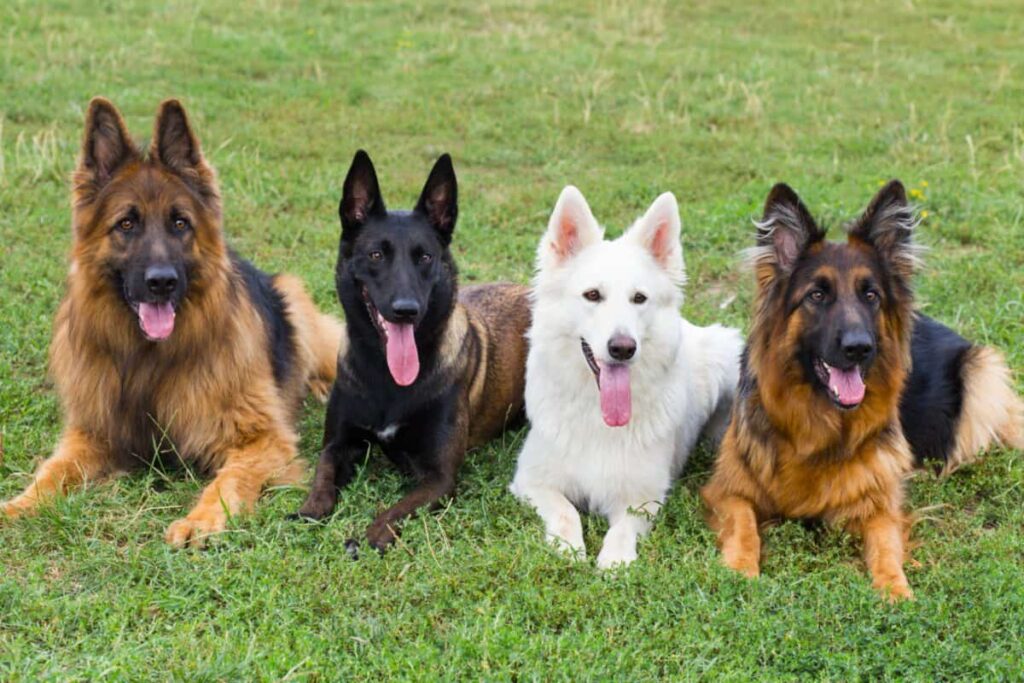 13 Melhores Raças de Cão de Companhia 2024