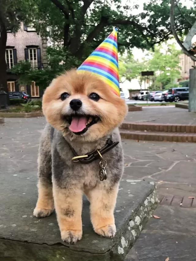9 Pet Influencers Lulus da Pomerânia mais fofos da Internet! - Destino Pet