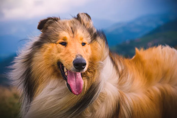 Collie ou Rough Collie: gUIA COMPLETO DA RAÇA DE CACHORRO (COM FOTOS ...