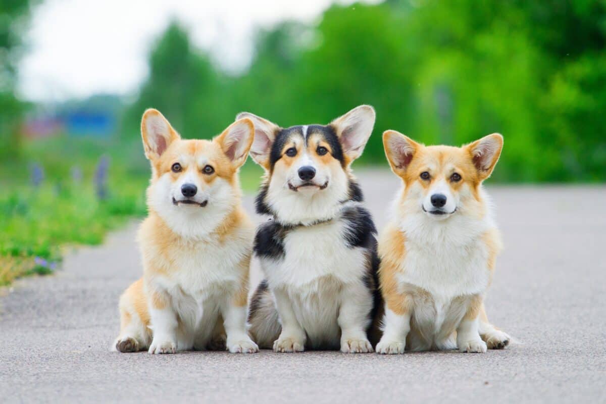 CORGI: Descubra o Mundo Colorido destes cães - Destino Pet