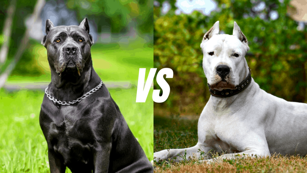 Diferenças entre o Cane Corso vs. Dogo Argentino