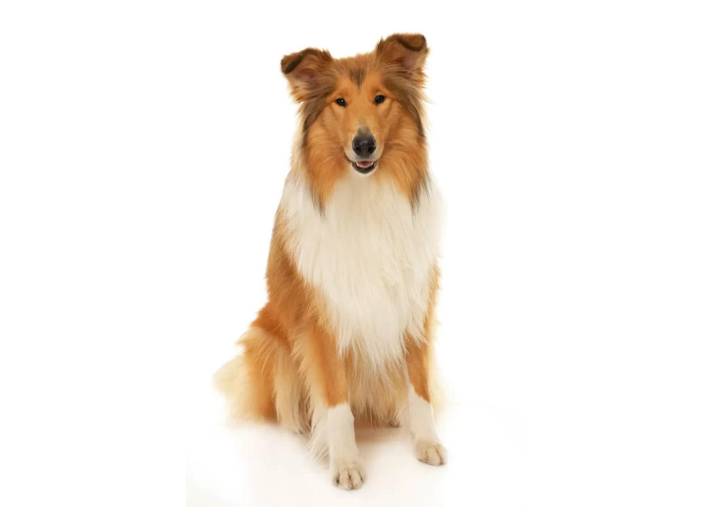 Collie ou Rough Collie: gUIA COMPLETO DA RAÇA DE CACHORRO (COM FOTOS ...