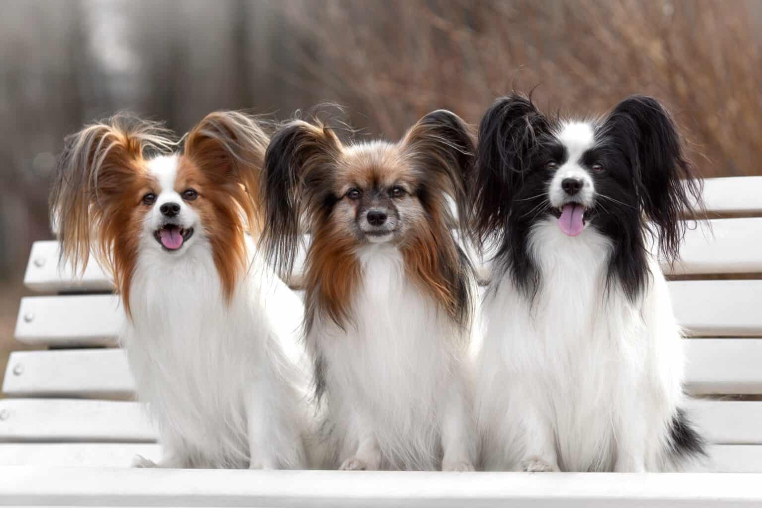 AS SURPREENDENTES 15 CORES DO CACHORRO DA RAÇA PAPILLON! - Destino Pet