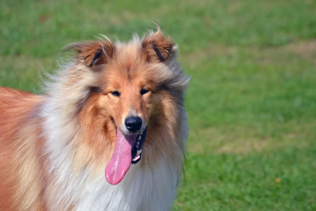 Collie ou Rough Collie: gUIA COMPLETO DA RAÇA DE CACHORRO (COM FOTOS ...