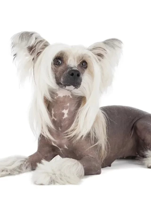 Cachorros Sem Pelos e Exóticos! - Destino Pet