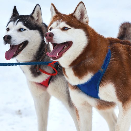 Husky Siberiano Marrom: Beleza Distinta